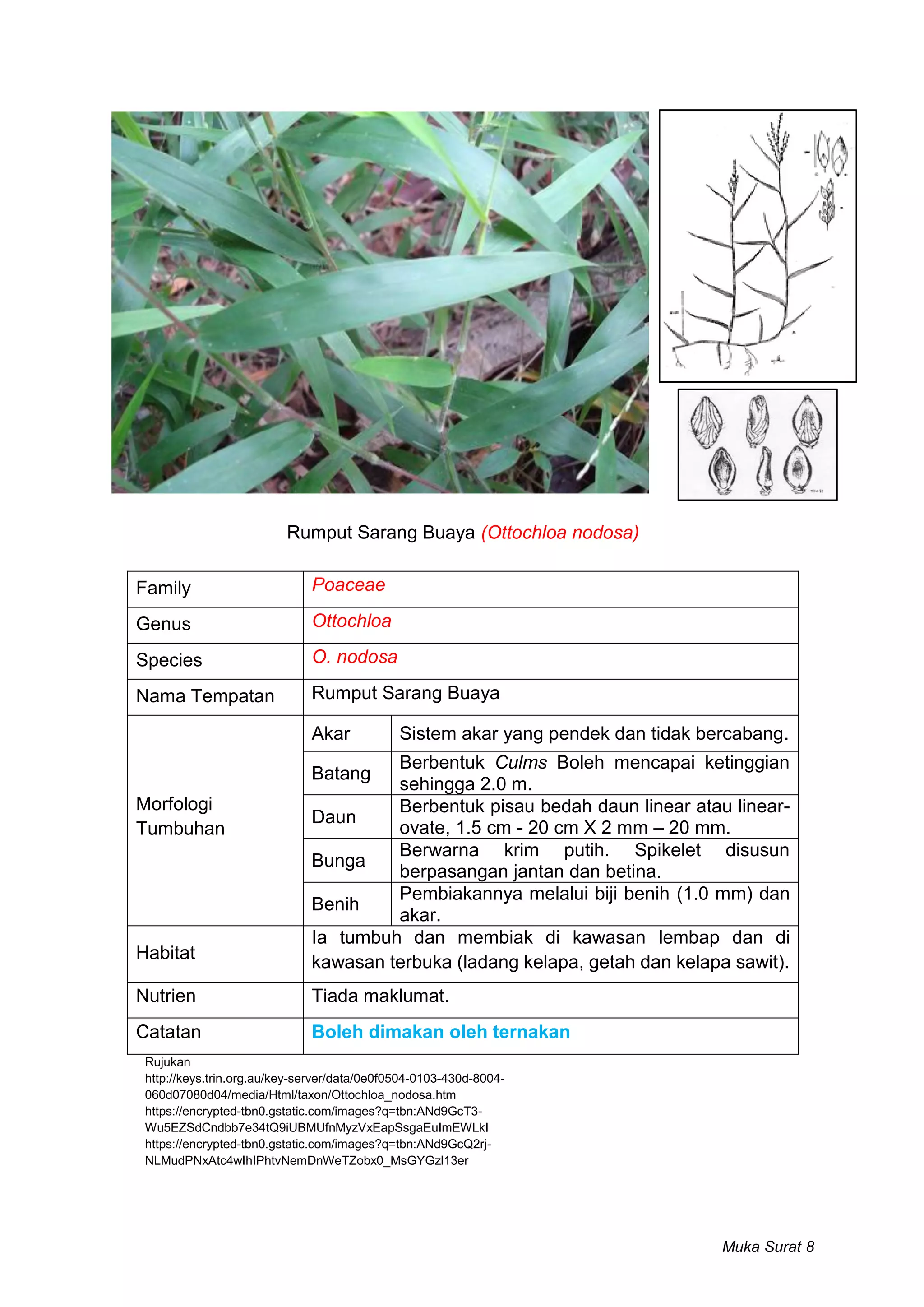 Rumpai di Bawah Kelapa Sawit | PDF