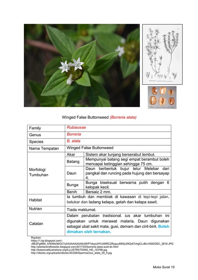 Rumpai di Bawah Kelapa Sawit | PDF