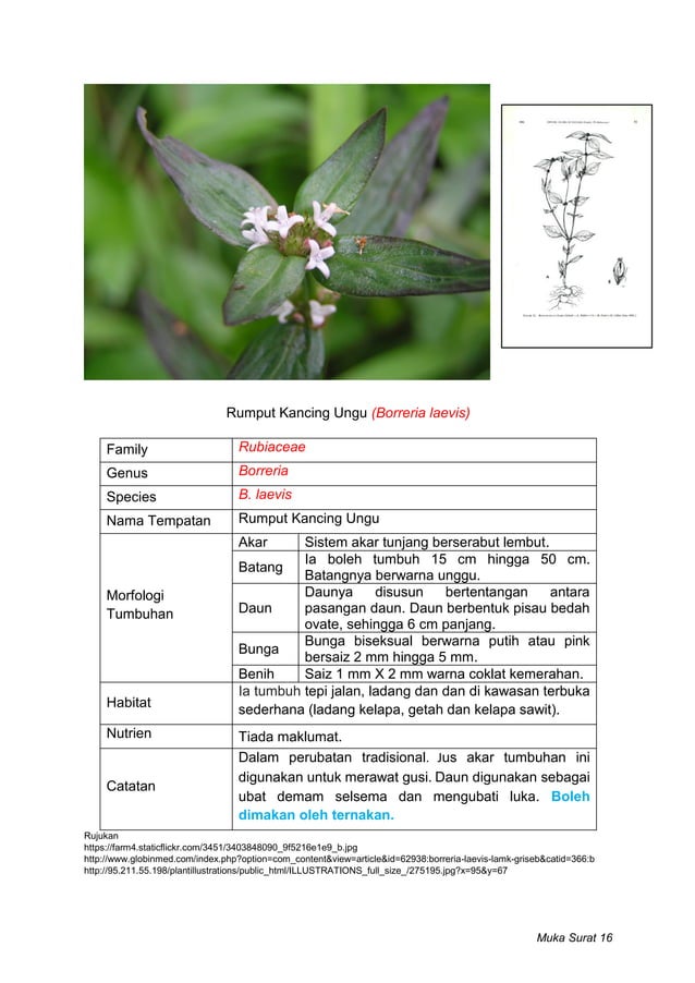 Rumpai di Bawah Kelapa Sawit | PDF