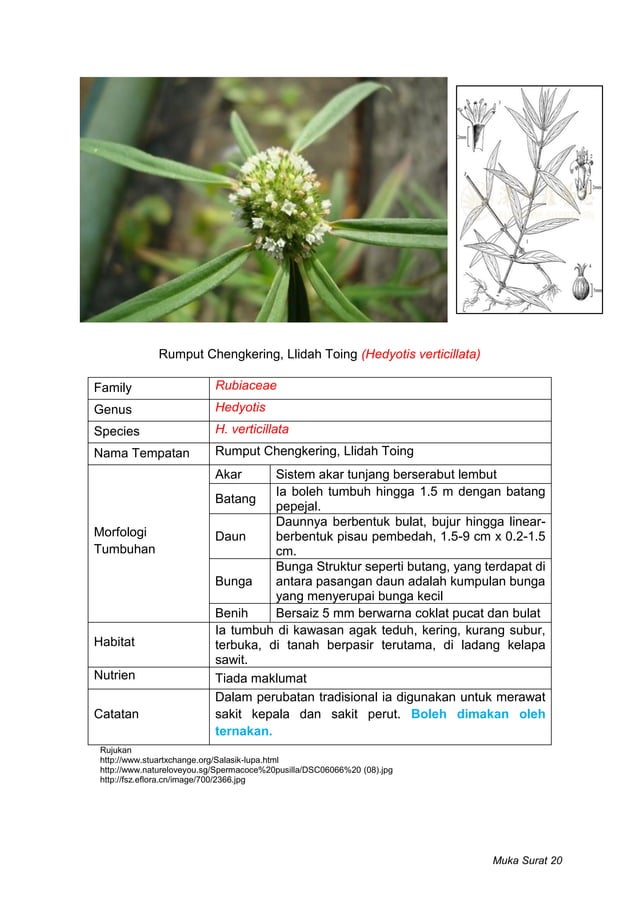 Rumpai di Bawah Kelapa Sawit | PDF