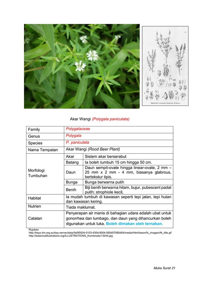 Rumpai di Bawah Kelapa Sawit | PDF