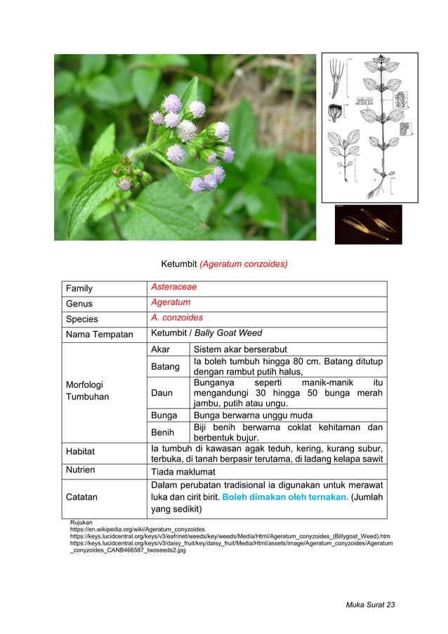 Rumpai di Bawah Kelapa Sawit | PDF