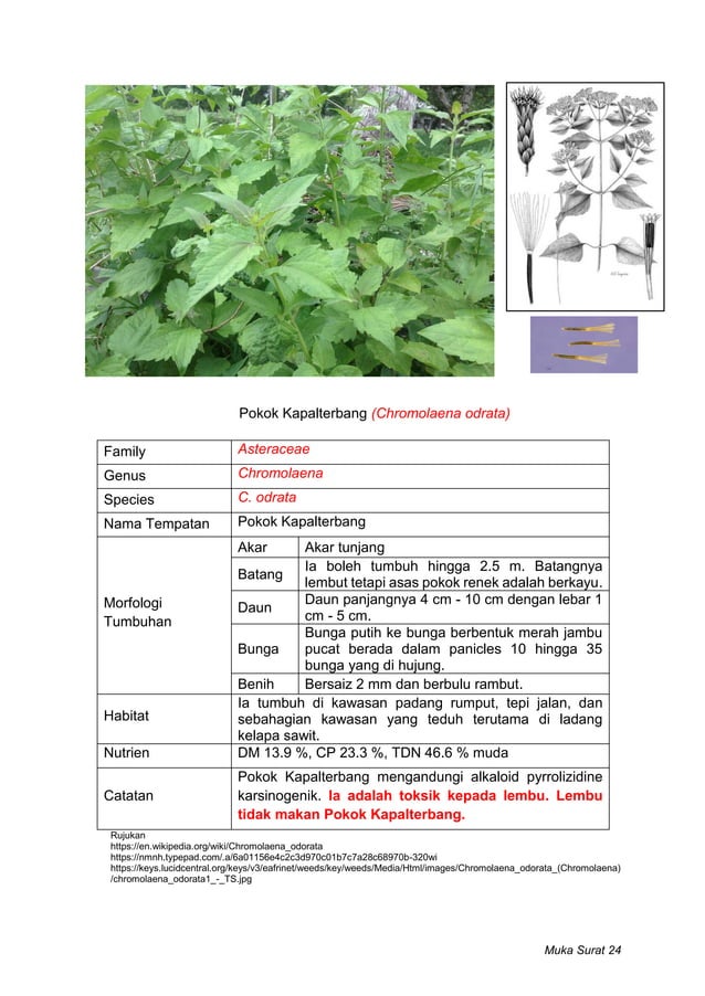 Rumpai di Bawah Kelapa Sawit | PDF