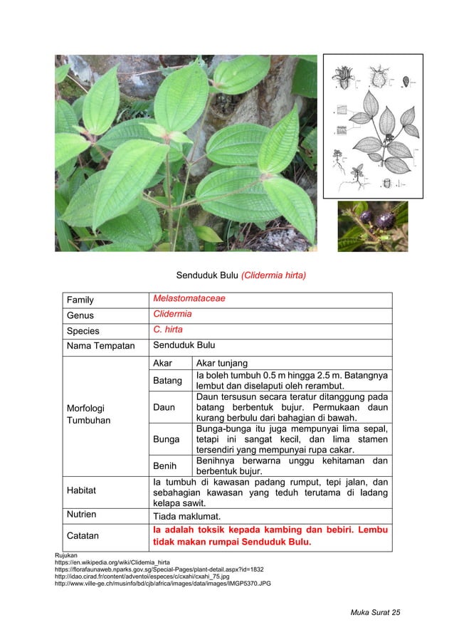 Rumpai di Bawah Kelapa Sawit | PDF