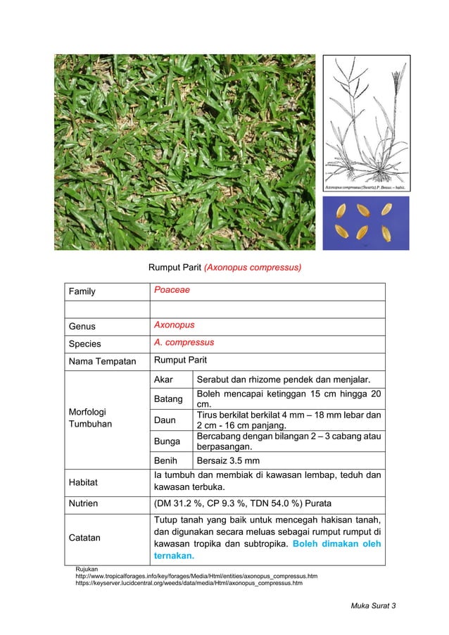 Rumpai di Bawah Kelapa Sawit | PDF