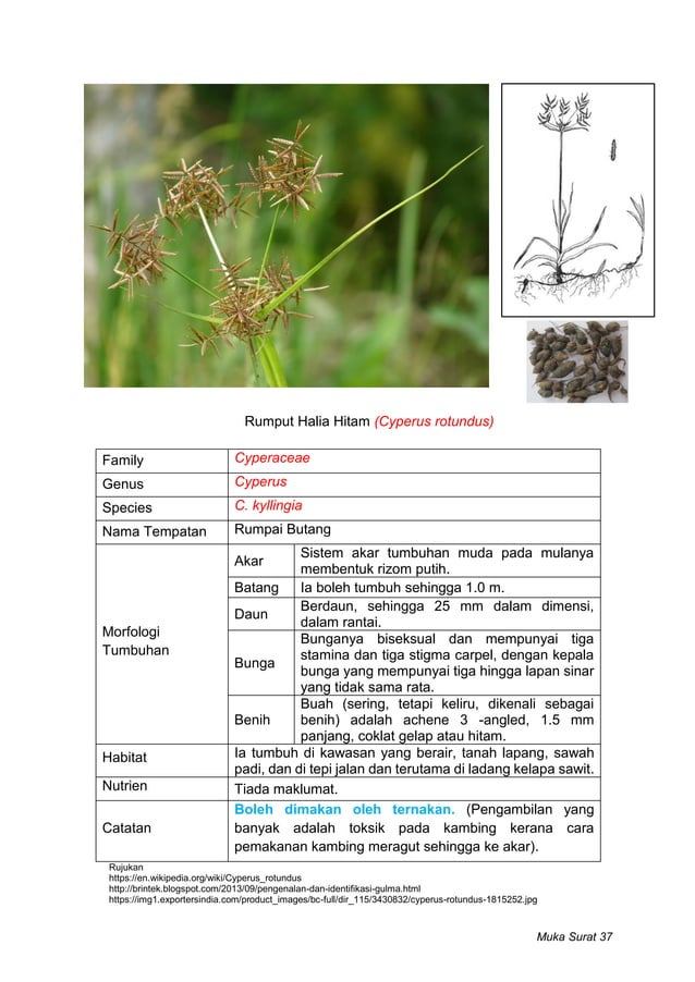 Rumpai di Bawah Kelapa Sawit | PDF