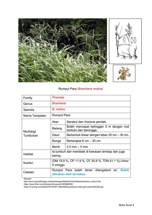 Rumpai di Bawah Kelapa Sawit | PDF