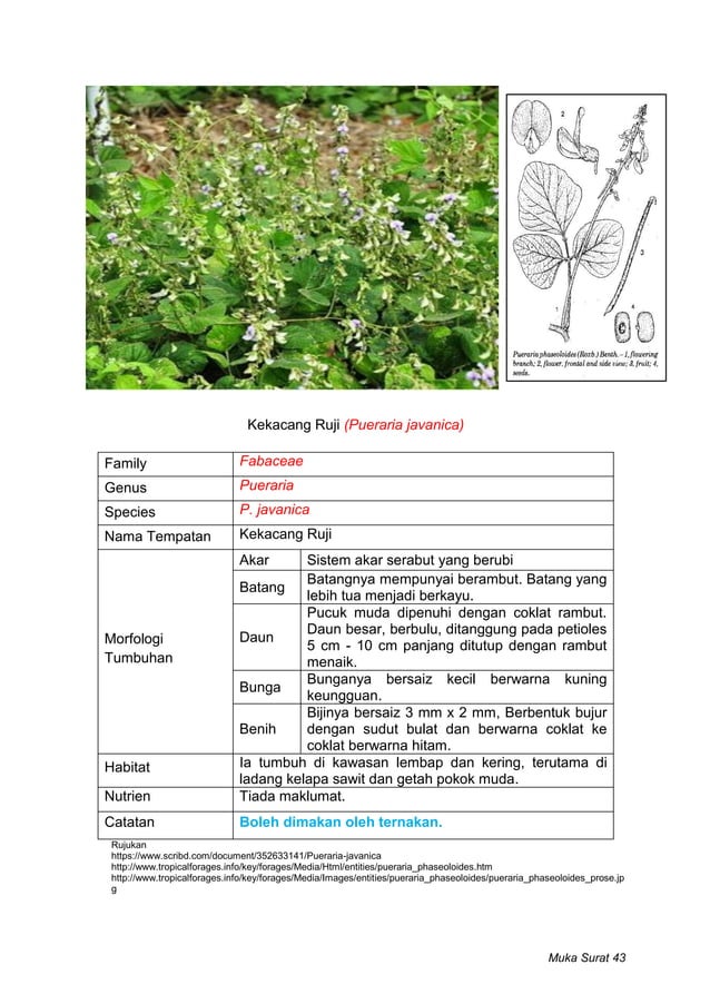 Rumpai di Bawah Kelapa Sawit | PDF