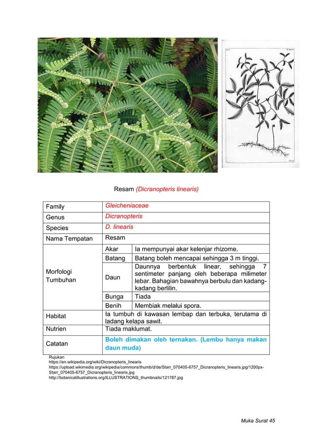 Rumpai di Bawah Kelapa Sawit | PDF