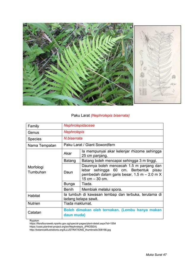 Rumpai di Bawah Kelapa Sawit | PDF