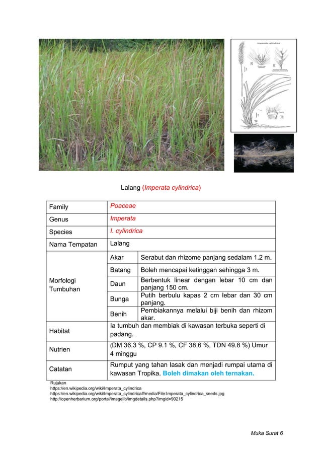 Rumpai di Bawah Kelapa Sawit | PDF