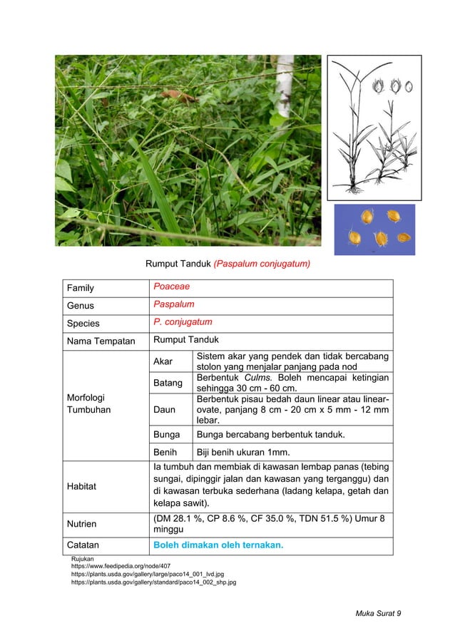 Rumpai di Bawah Kelapa Sawit | PDF