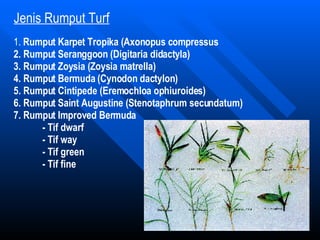 Rumput Turf | PPT