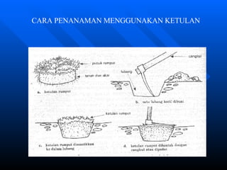 Rumput Turf | PPT