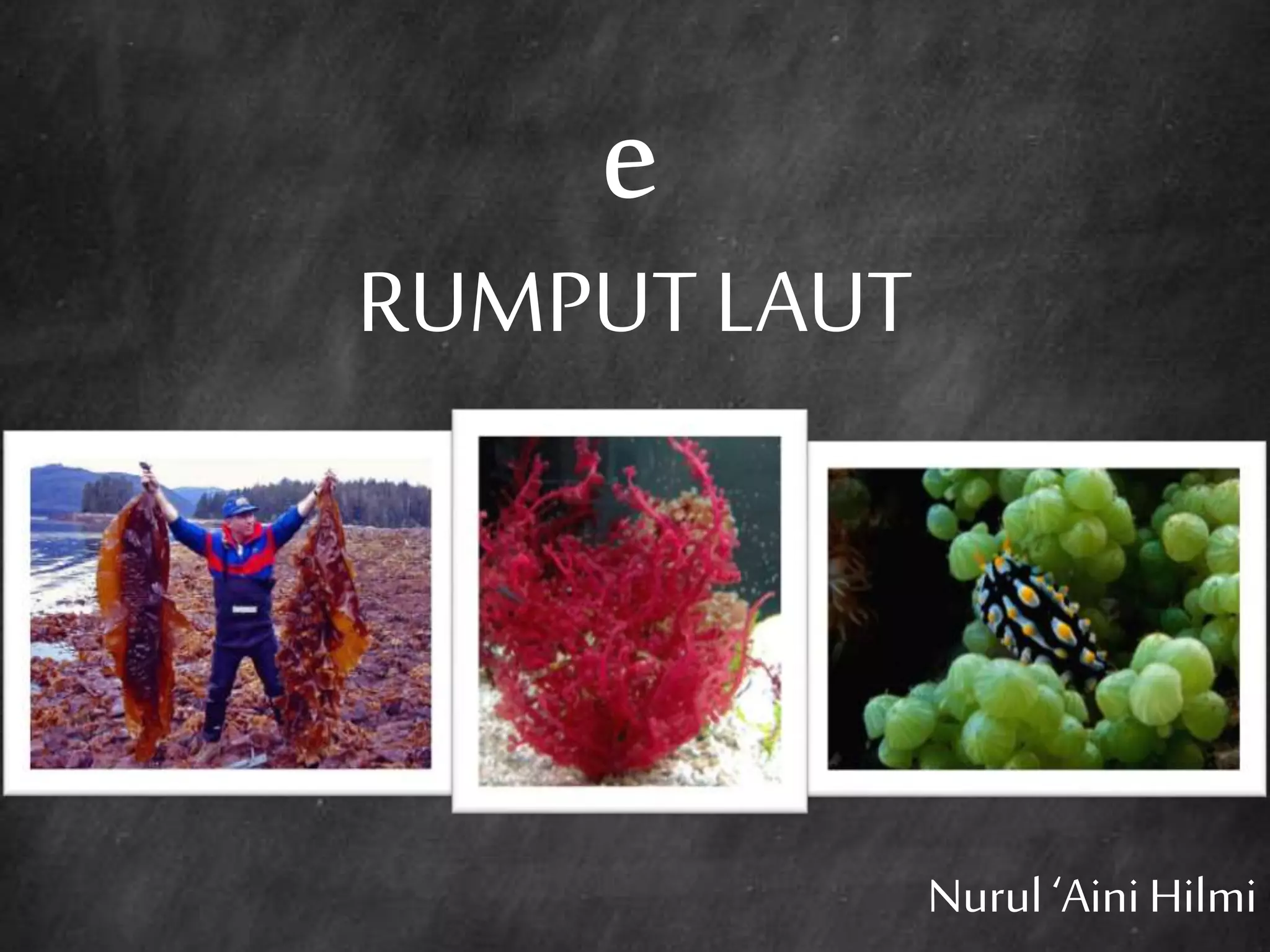 Rumput laut | PPT