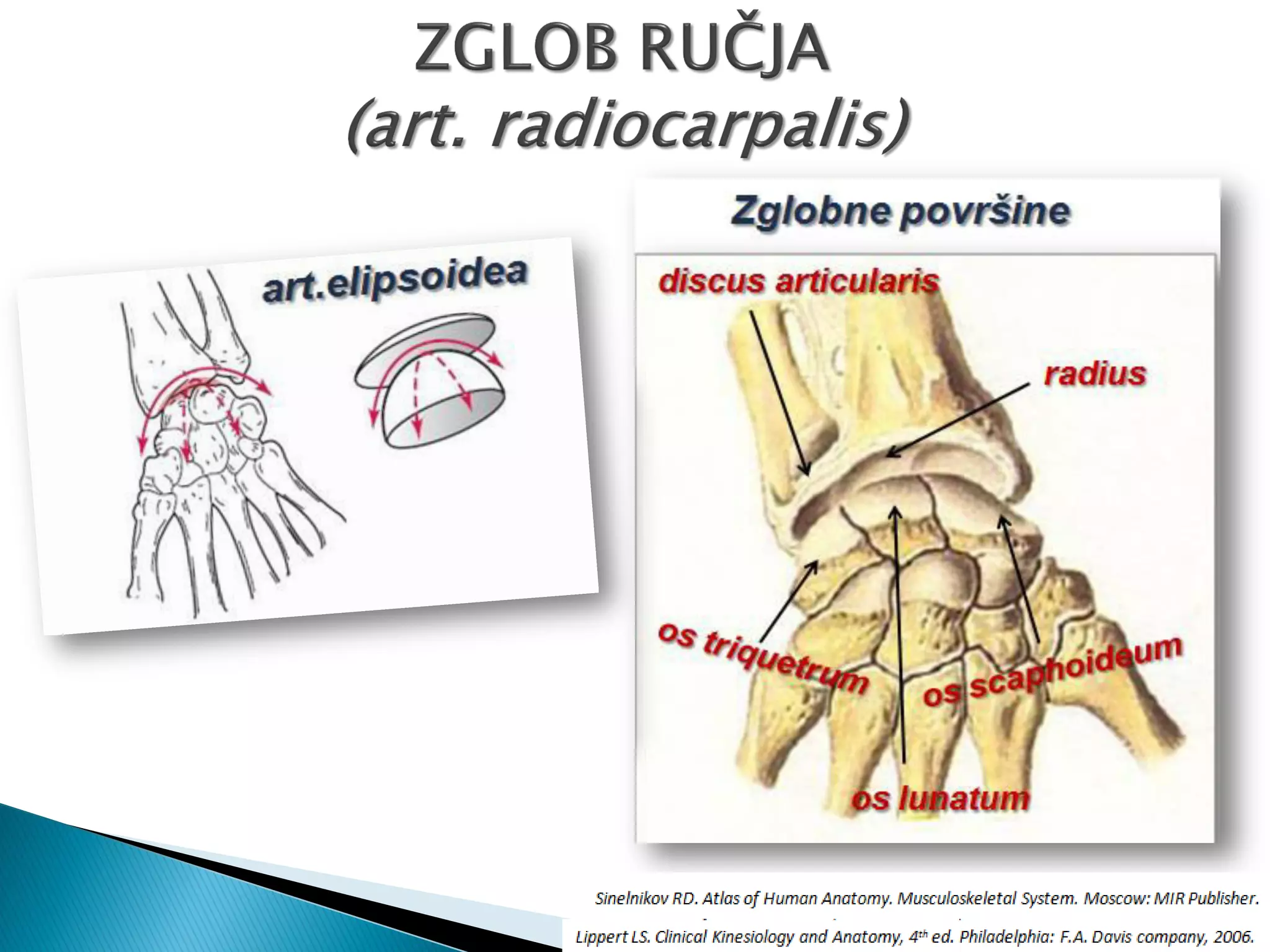 Wrist & hand, Ručni zglob i šaka | PDF
