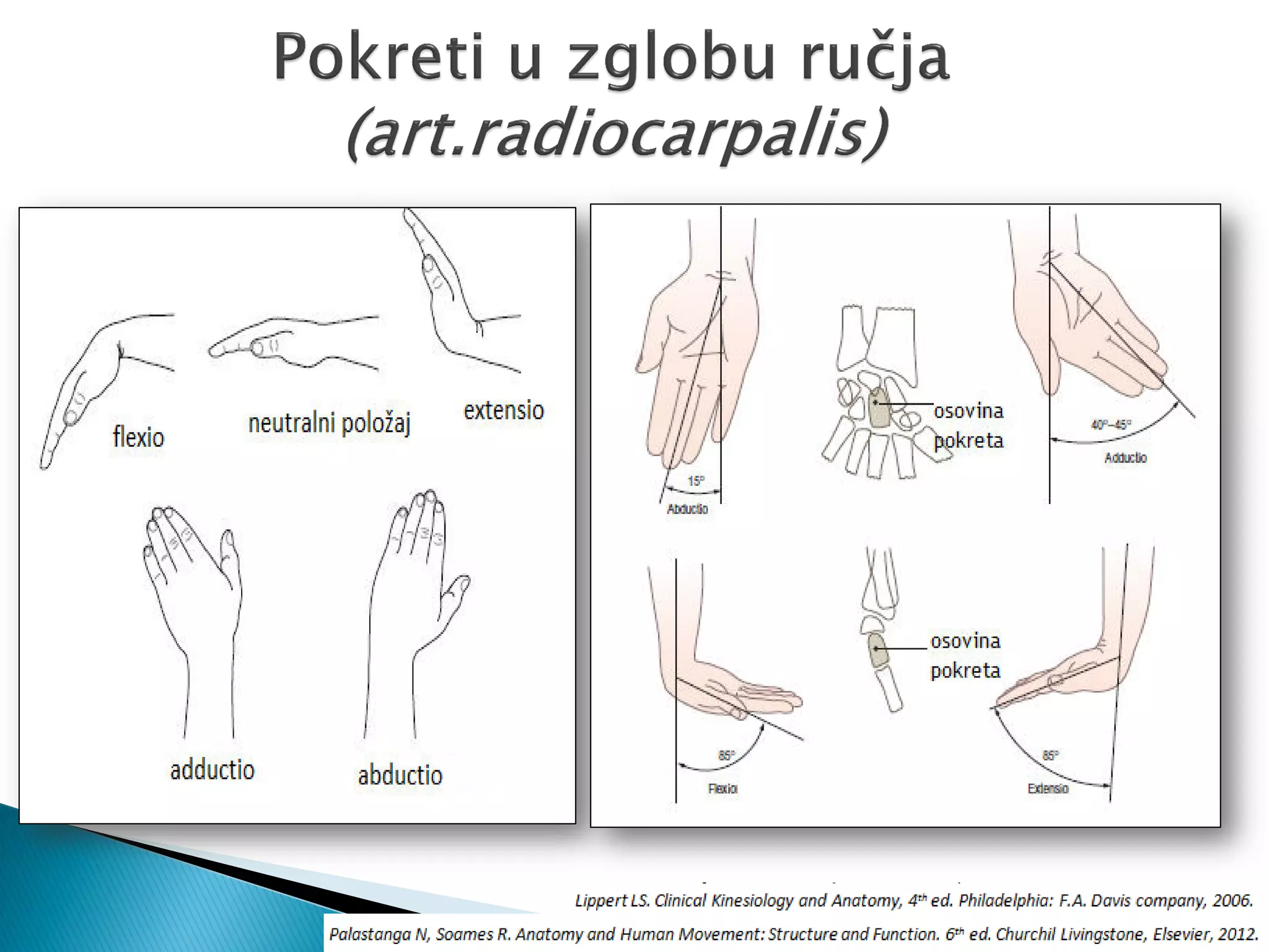 Wrist & hand, Ručni zglob i šaka | PDF