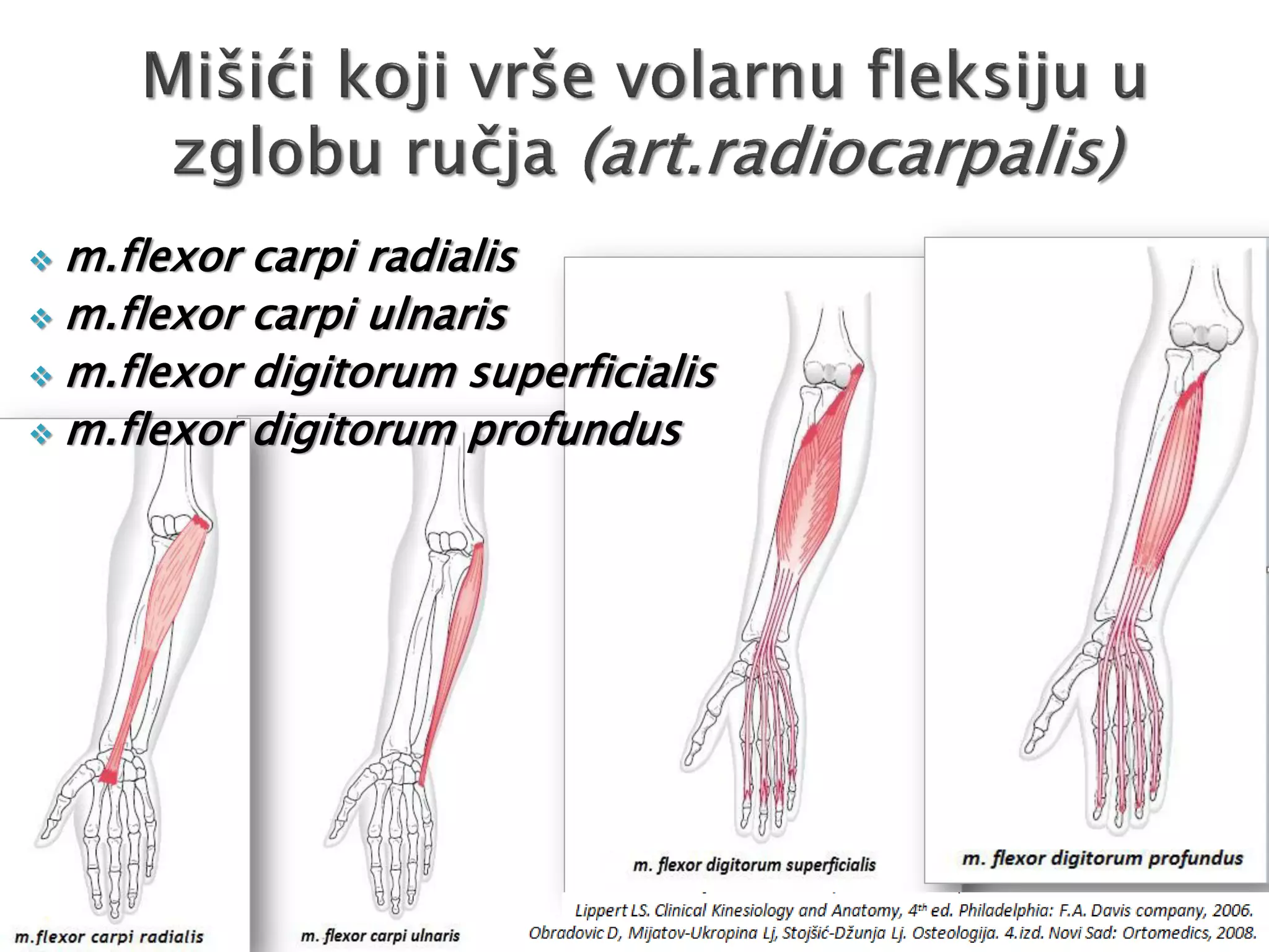 Wrist & hand, Ručni zglob i šaka | PDF