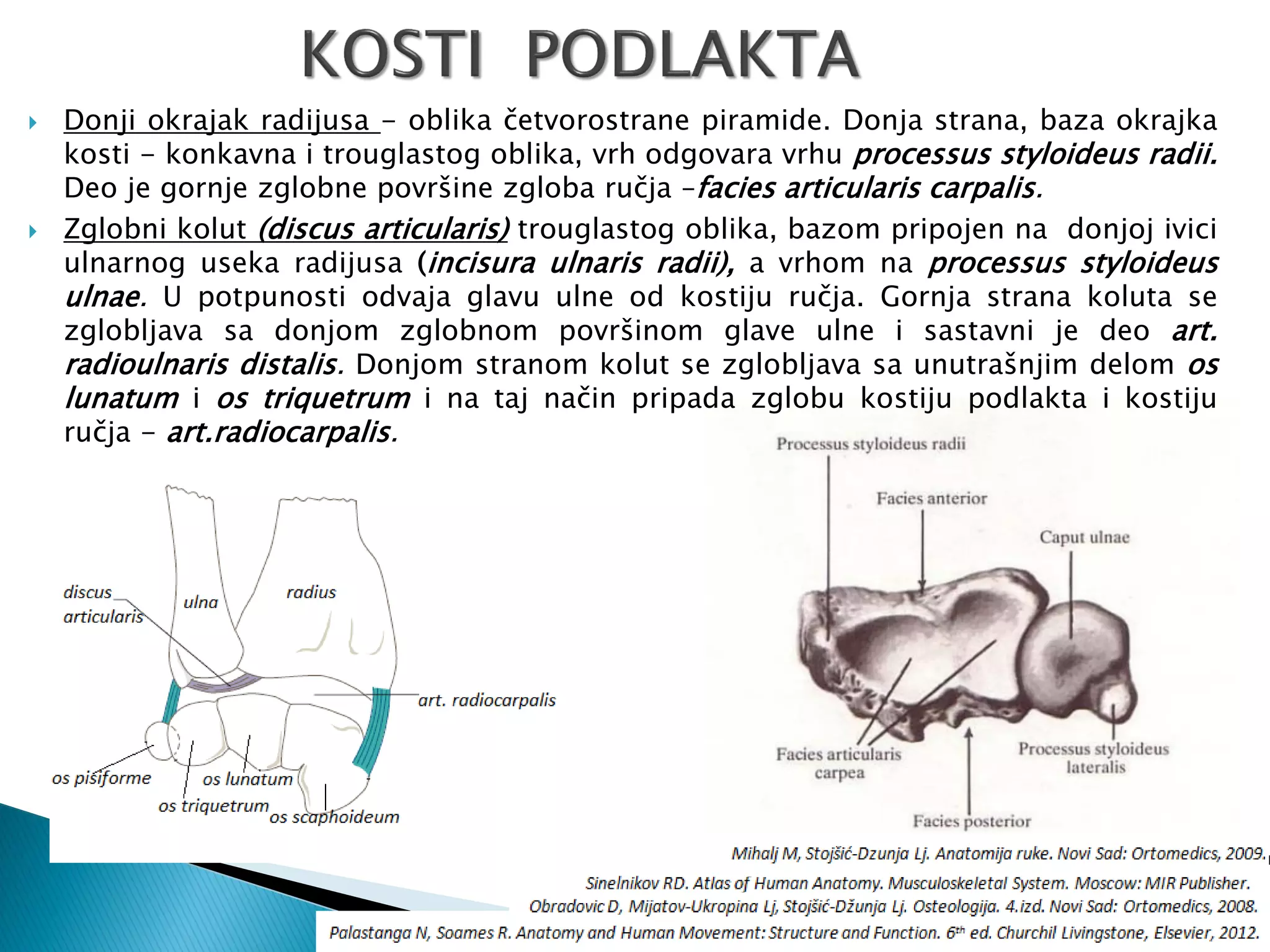 Wrist & hand, Ručni zglob i šaka | PDF
