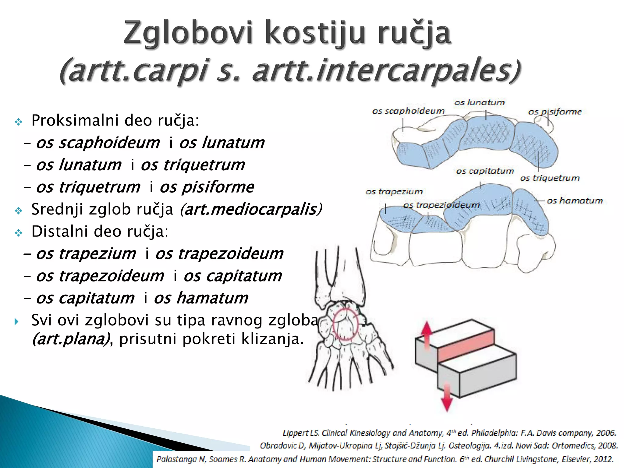 Wrist & hand, Ručni zglob i šaka | PDF