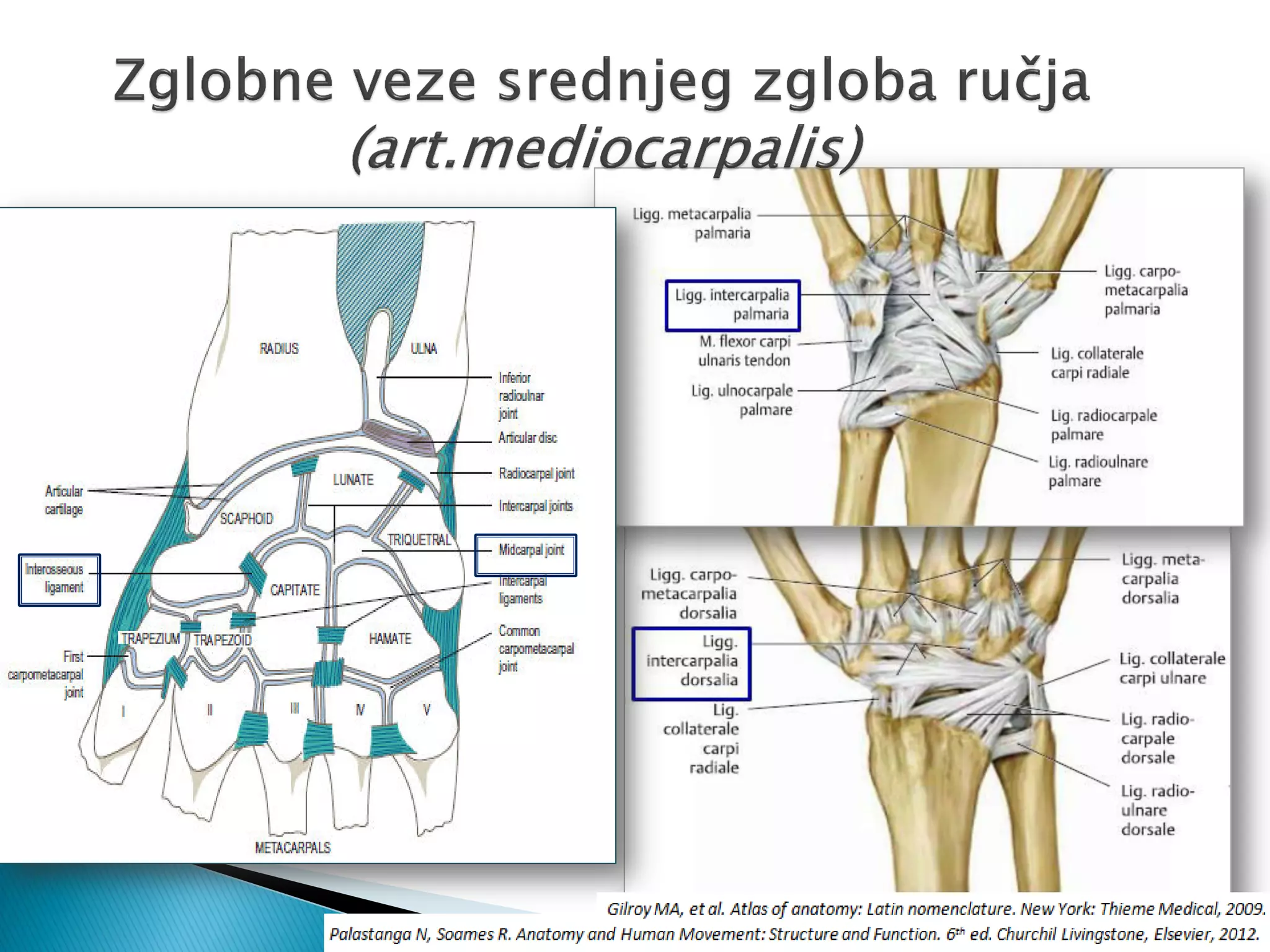 Wrist & hand, Ručni zglob i šaka | PDF