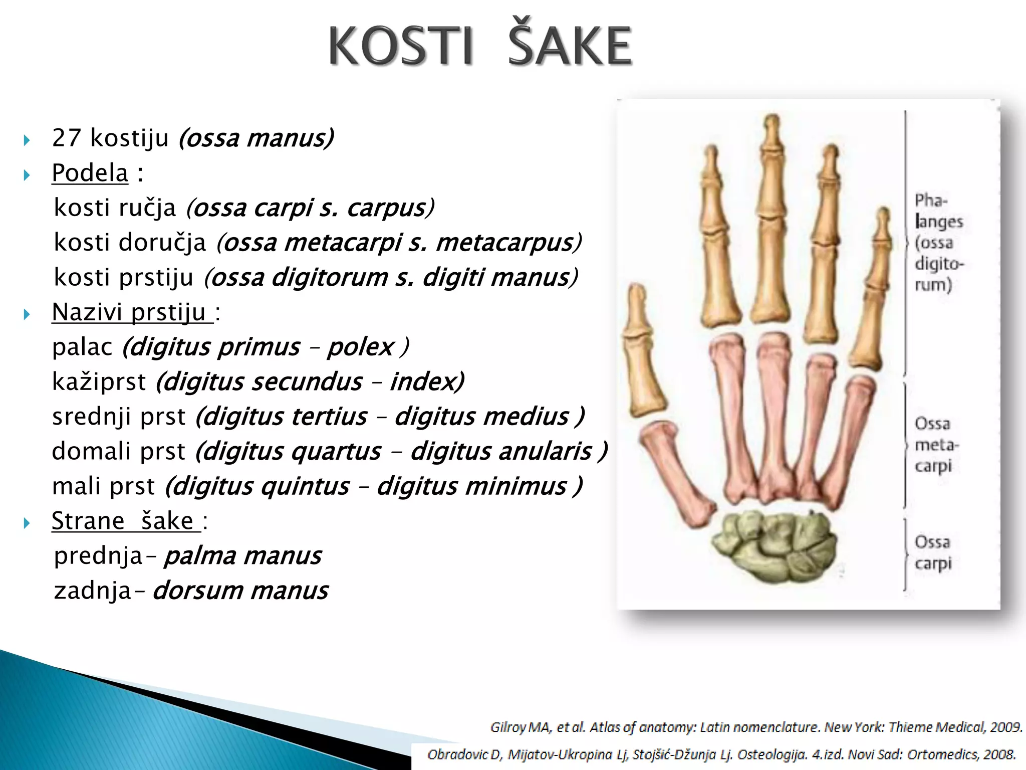 Wrist & hand, Ručni zglob i šaka | PDF