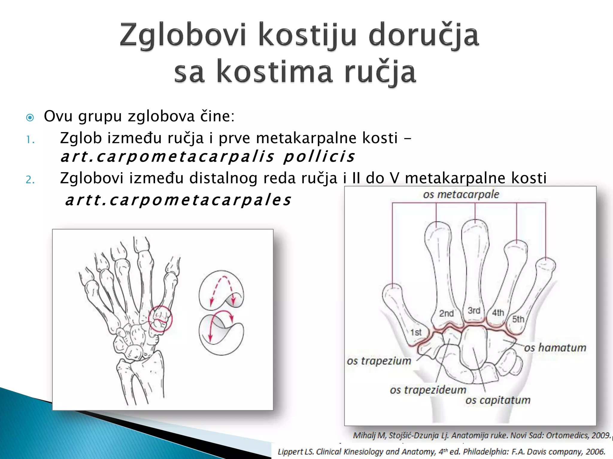 Wrist & hand, Ručni zglob i šaka | PDF
