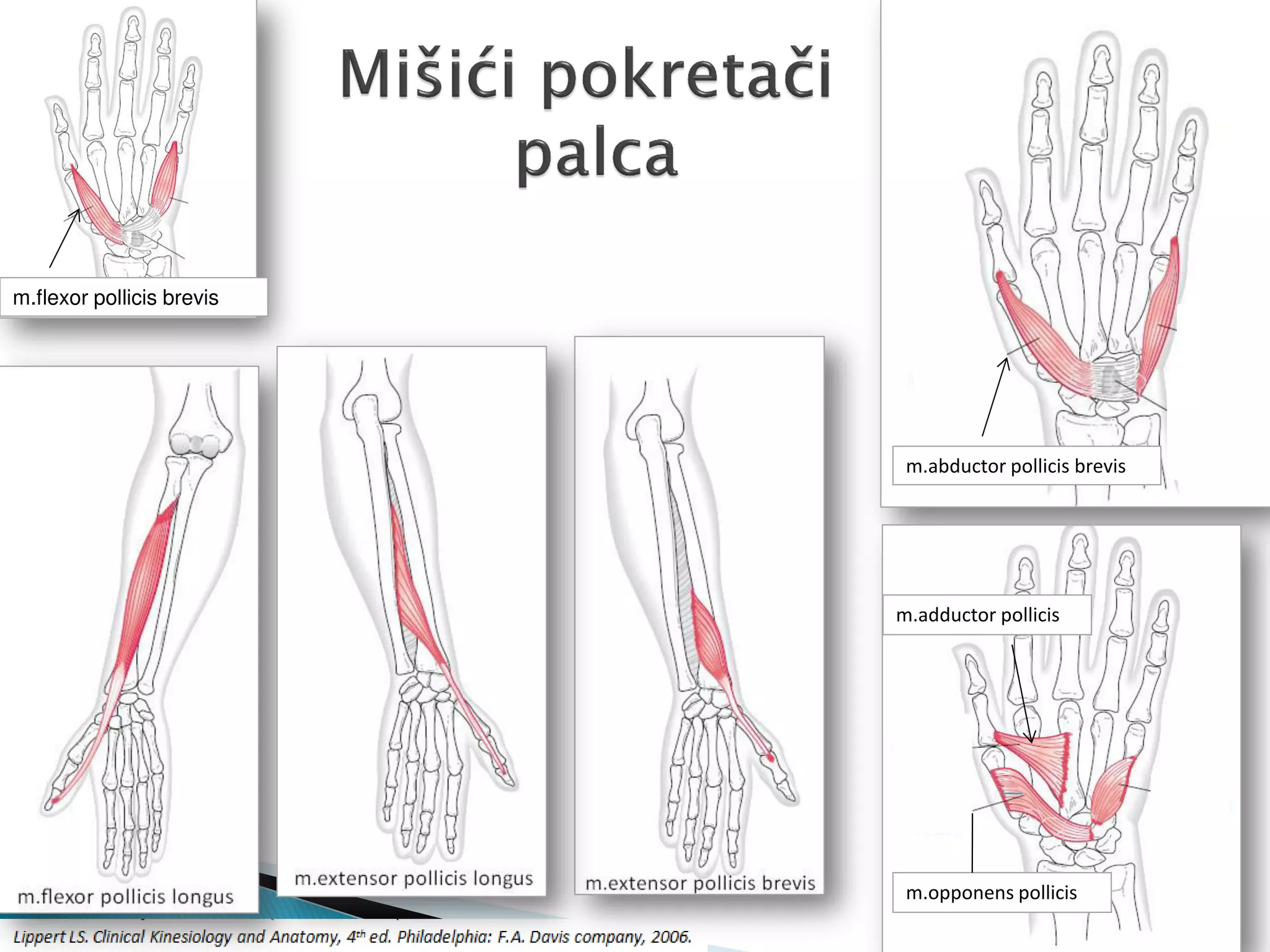 Wrist & hand, Ručni zglob i šaka | PDF