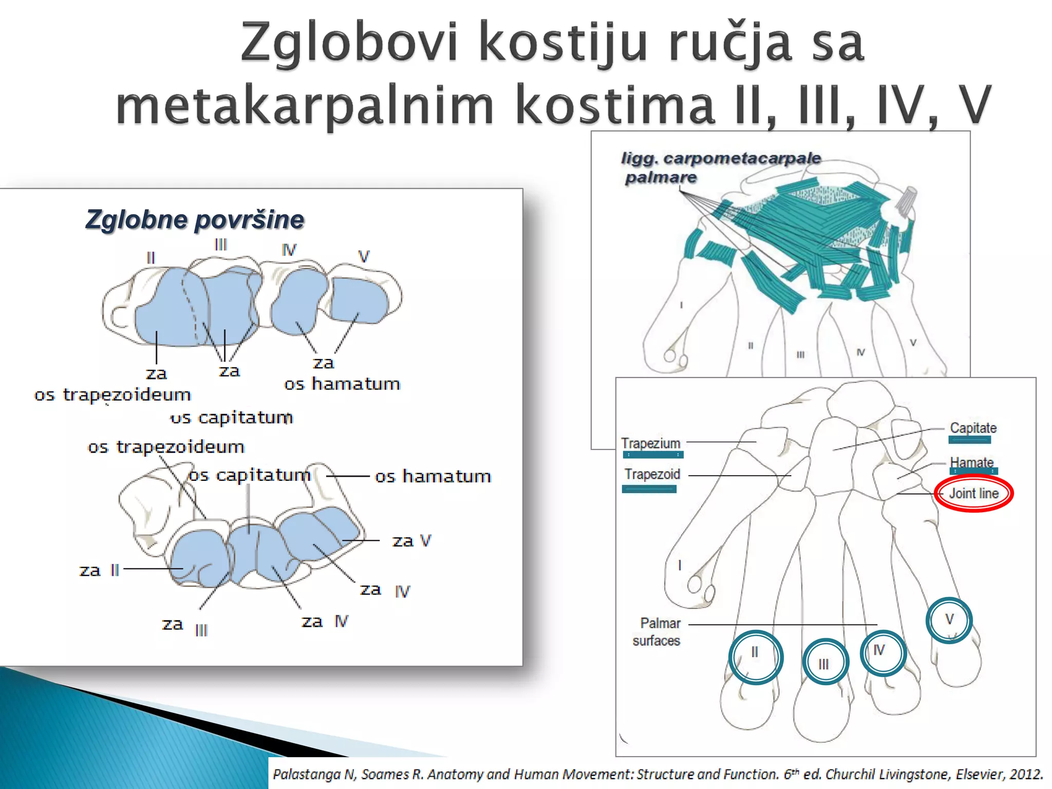 Wrist & hand, Ručni zglob i šaka | PDF