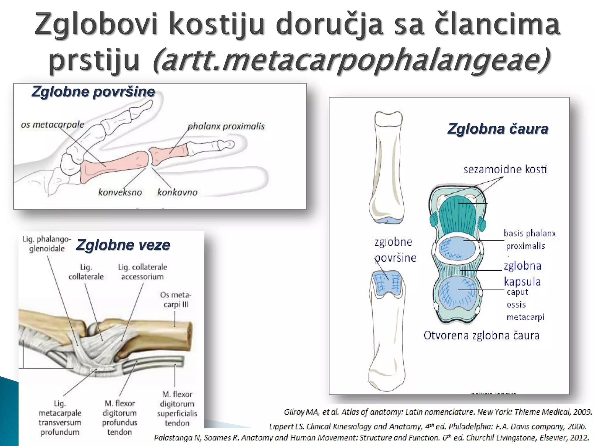 Wrist & hand, Ručni zglob i šaka | PDF