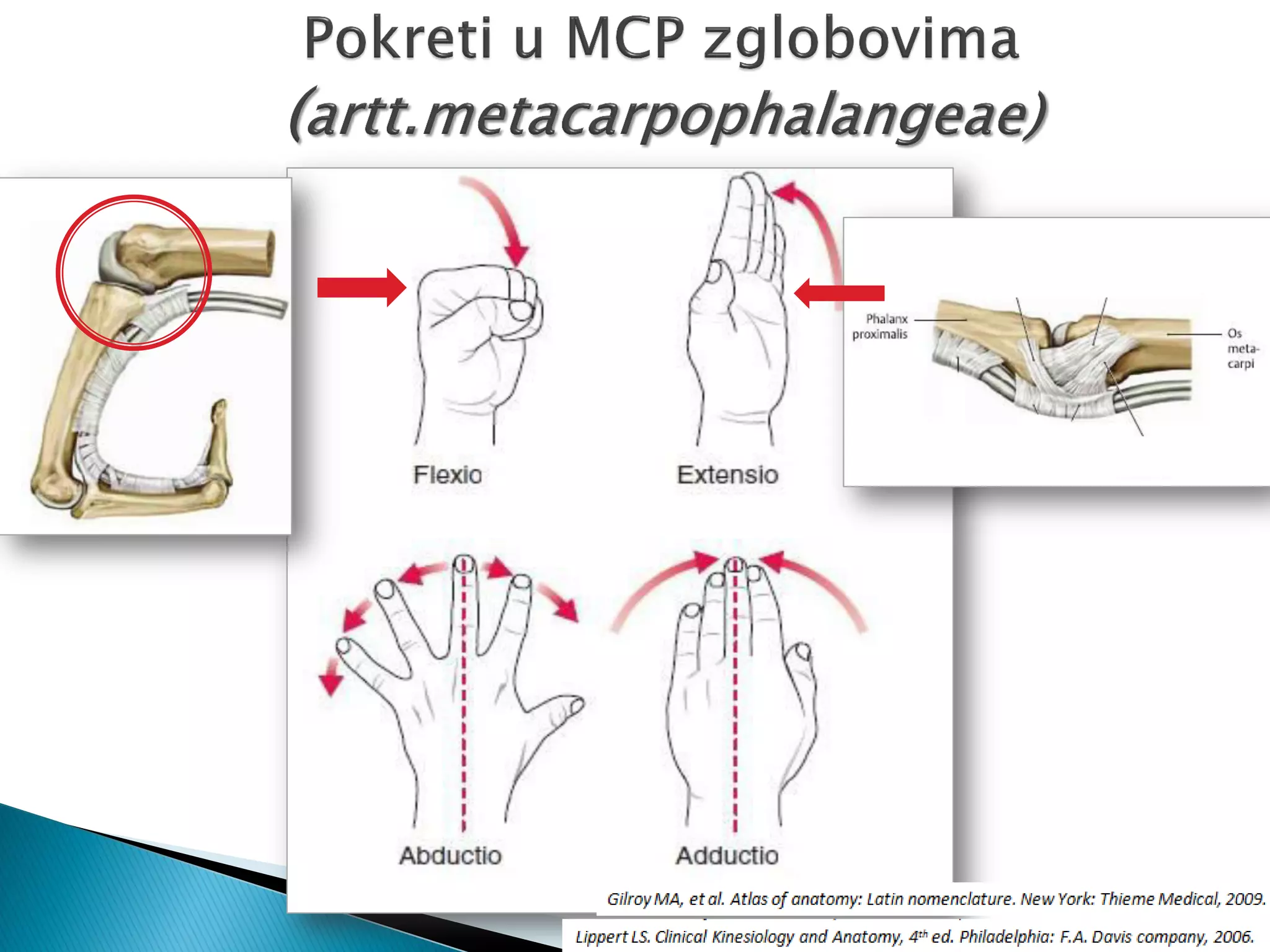 Wrist & hand, Ručni zglob i šaka | PDF