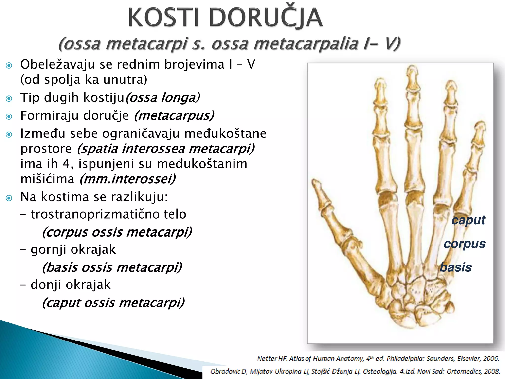 Wrist & hand, Ručni zglob i šaka | PDF