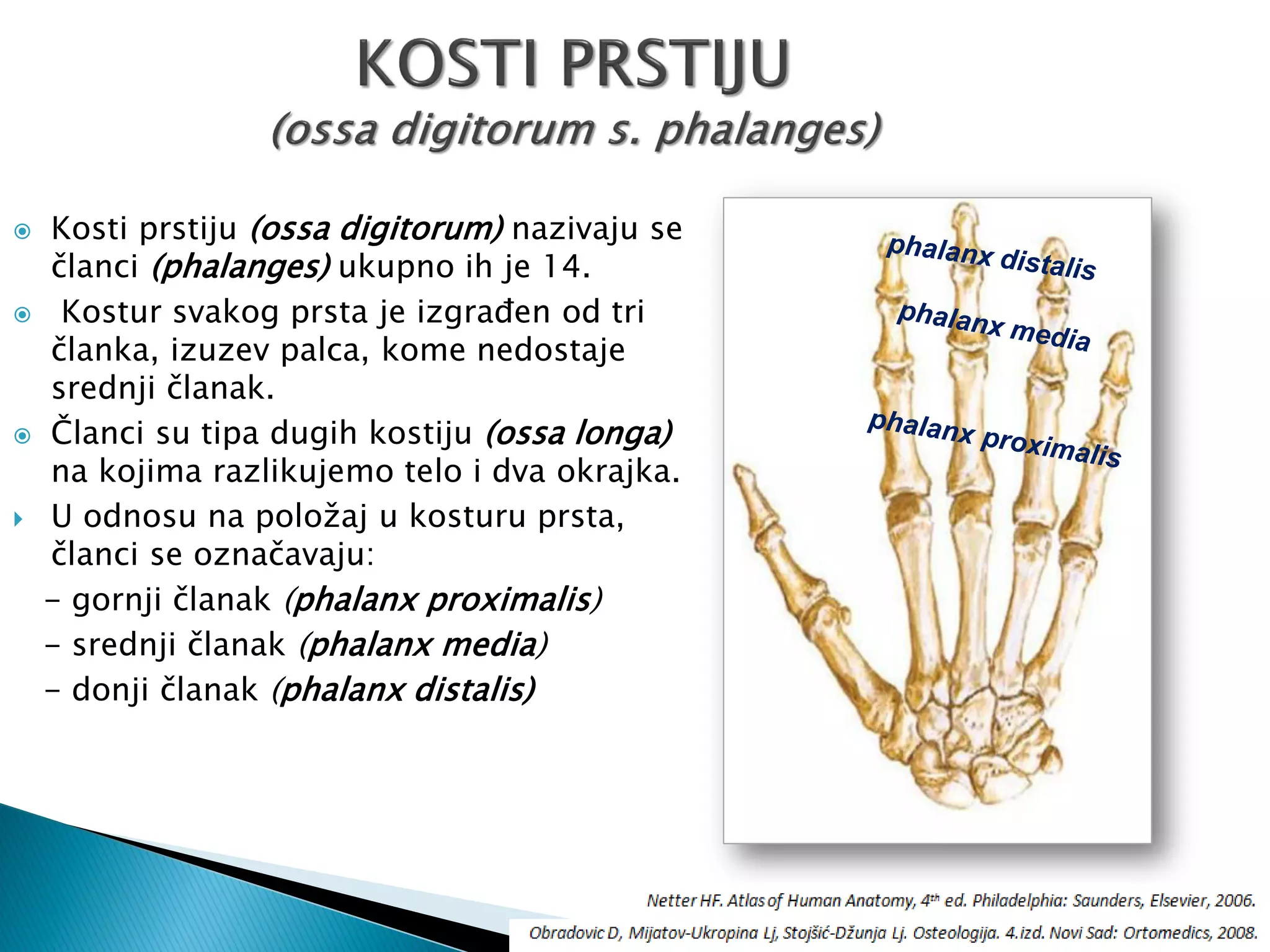 Wrist & hand, Ručni zglob i šaka | PDF