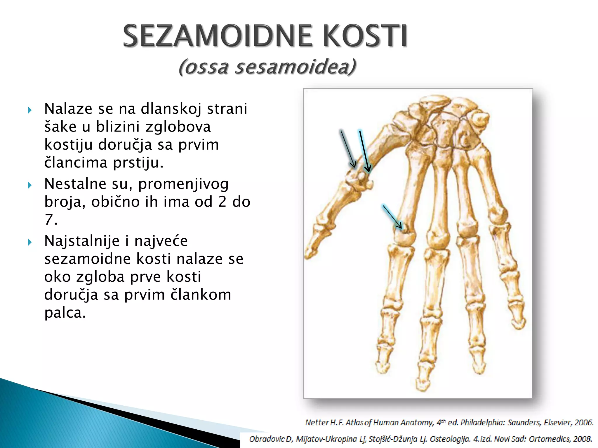 Wrist & hand, Ručni zglob i šaka | PDF