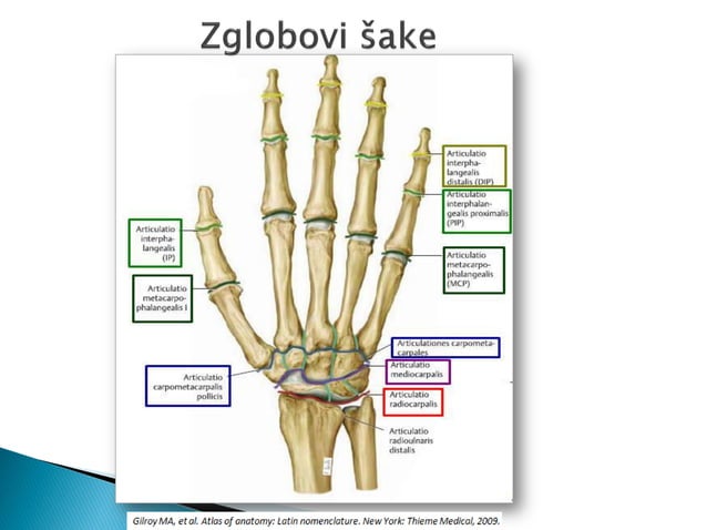 Wrist & hand, Ručni zglob i šaka | PDF