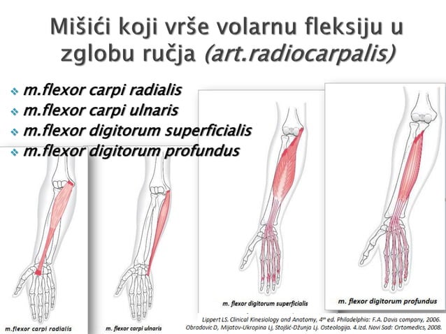 Wrist & hand, Ručni zglob i šaka | PDF