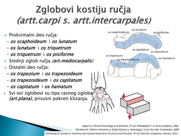 Wrist & hand, Ručni zglob i šaka | PDF