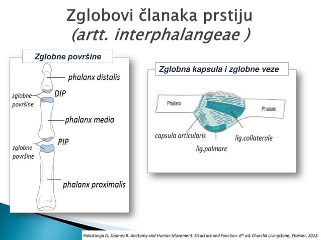 Wrist & hand, Ručni zglob i šaka | PDF