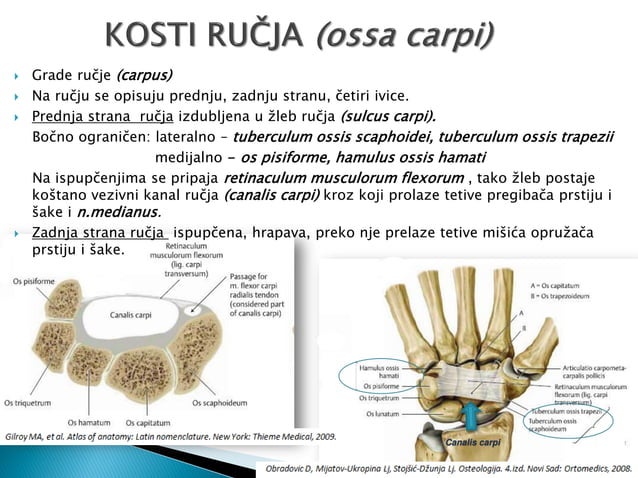 Wrist & hand, Ručni zglob i šaka | PDF