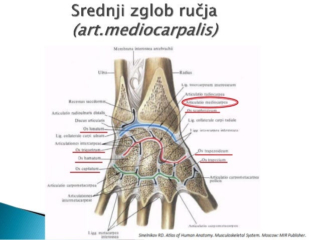 Wrist & hand, Ručni zglob i šaka