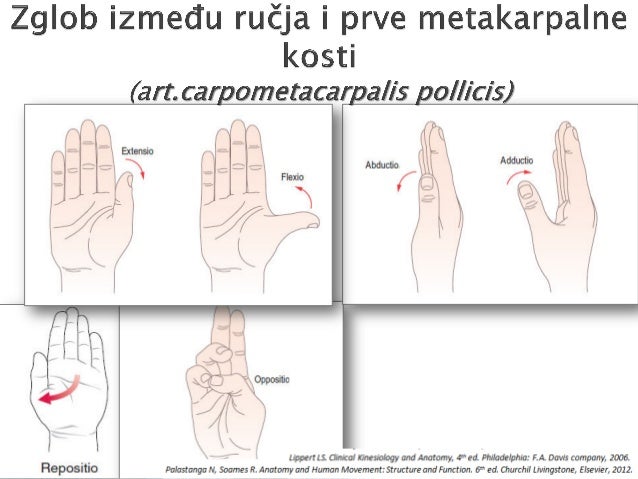 Wrist & hand, Ručni zglob i šaka
