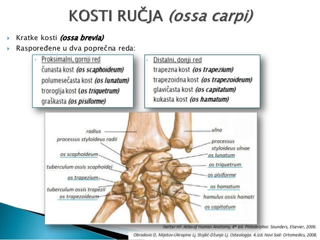 Wrist & hand, Ručni zglob i šaka