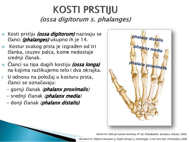 Wrist & hand, Ručni zglob i šaka