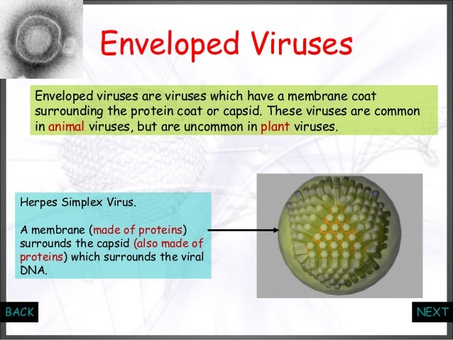 viruses