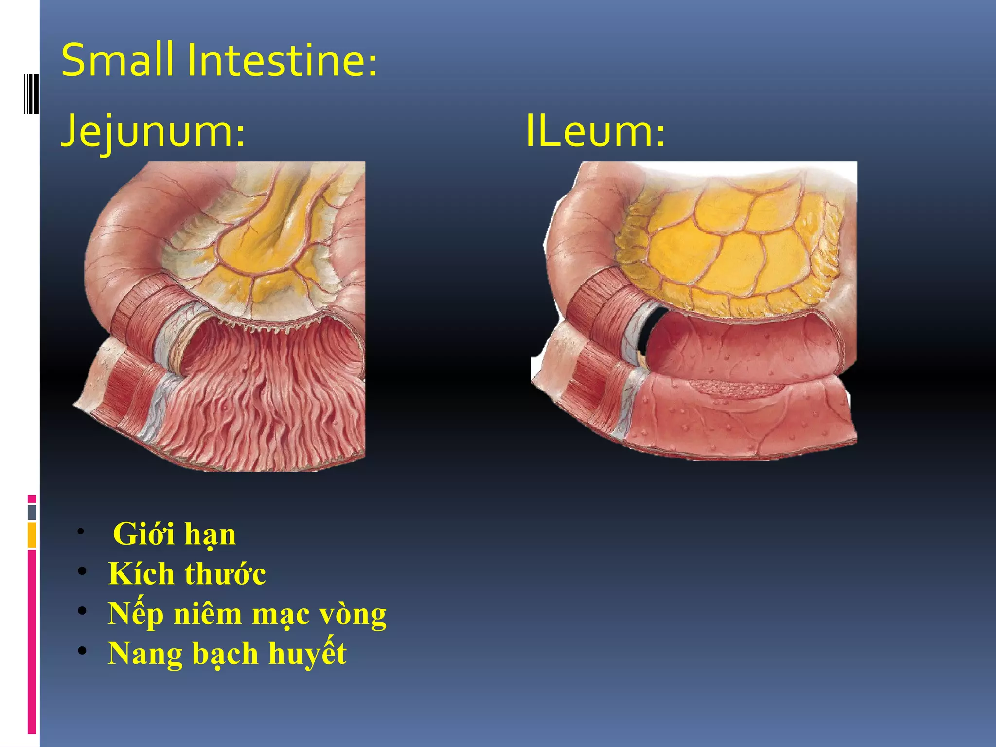 RUỘT NON, RUỘT GIÀ, ĐM MẠCH TREO TRÀNG TRÊN VÀ DƯỚI | PPT