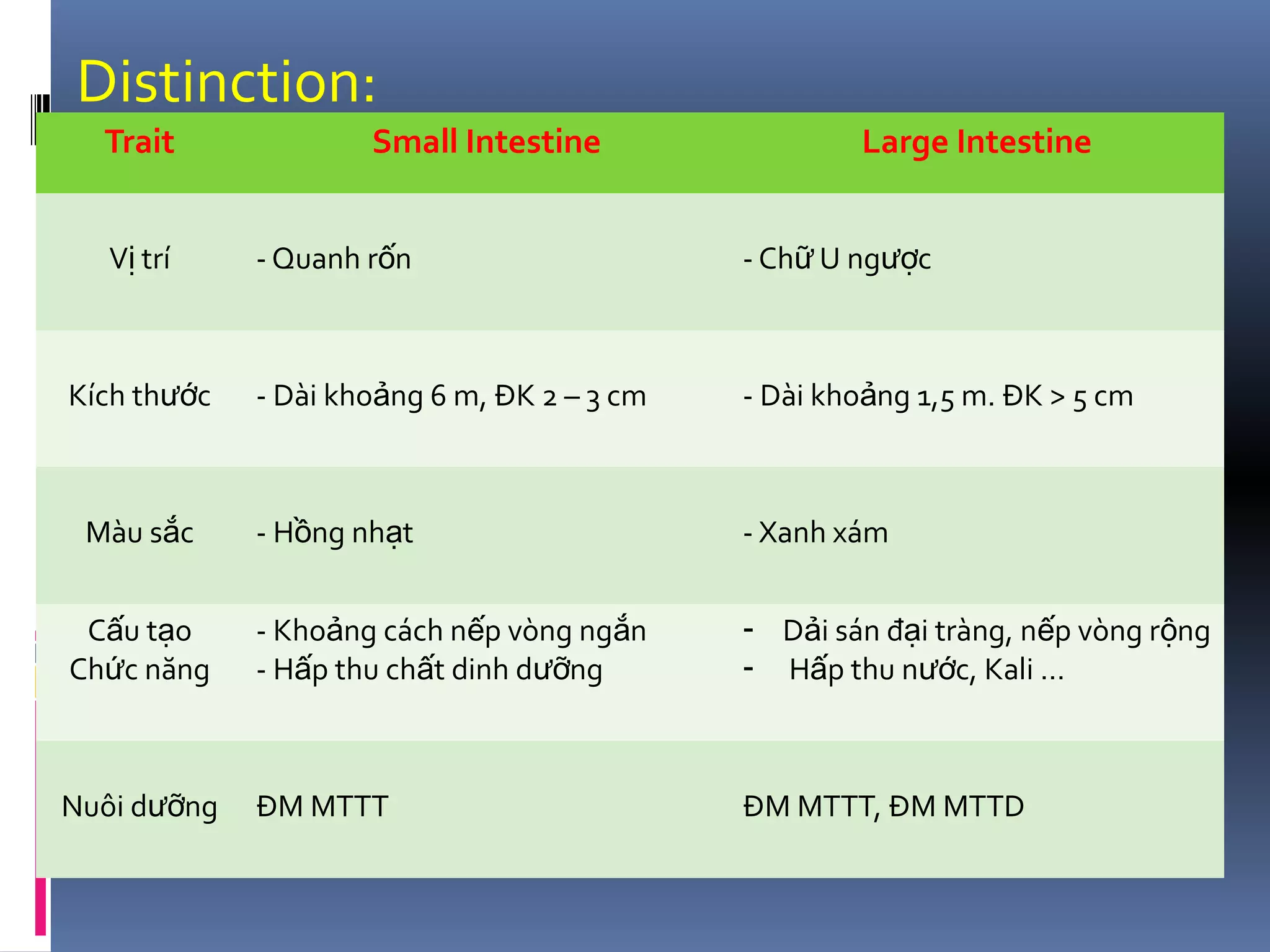 RUỘT NON, RUỘT GIÀ, ĐM MẠCH TREO TRÀNG TRÊN VÀ DƯỚI | PPT
