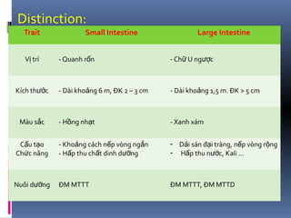 RUỘT NON, RUỘT GIÀ, ĐM MẠCH TREO TRÀNG TRÊN VÀ DƯỚI | PPT