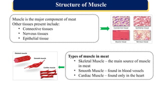 Microstructure of muscle and its role in meat tenderness | PPTX