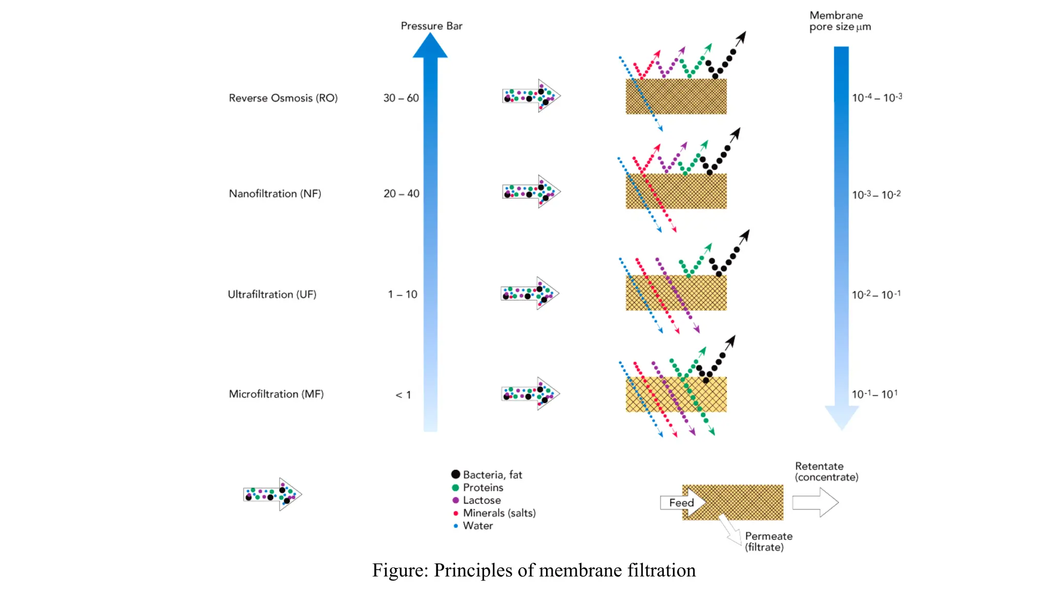 Membrane concentration in Dairy industry: ultrafiltration and reverse ...