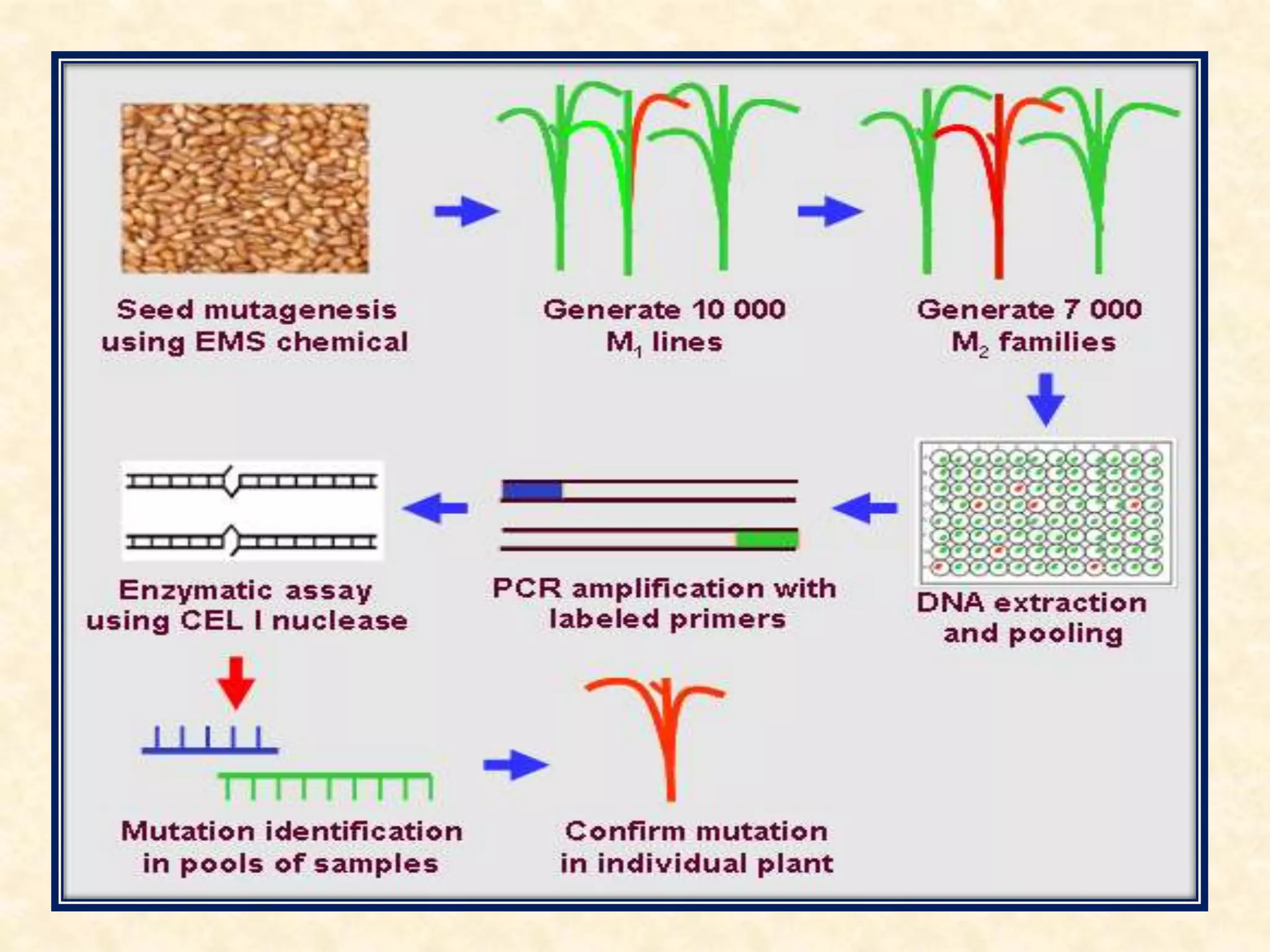REVERSE GENETICS | PPTX